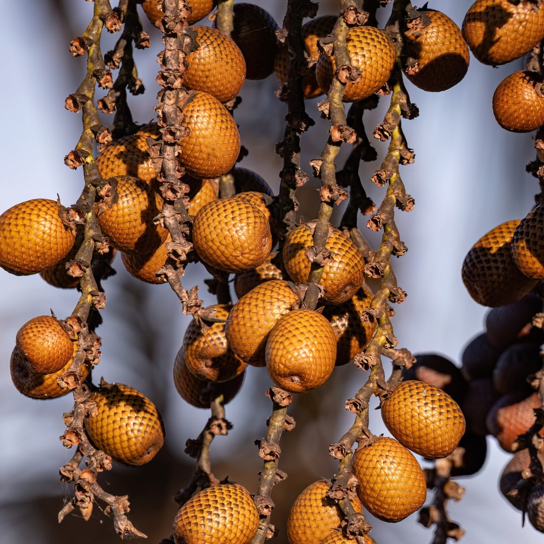 The Ultimate Hair Elixir: Unveiling the Secrets of Buriti – Loba Mane